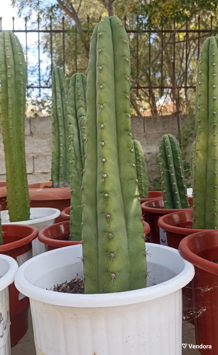 Κάκτος Trichocereus (San Pedro)… - € 25,00 - Vendora.gr