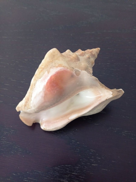 VINTAGE ΠΑΛΙΟ ΚΟΧΥΛΙ ΩΚΕΑΝΟΥ ΜΕΓΑΛΟ Natural… - € 70,00 - Vendora