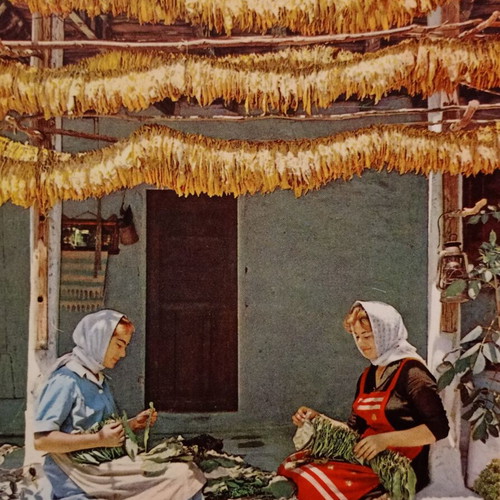 Καρτ Ποστάλ "ΕΛΛΑΔΑ - ΧΩΡΑ ΤΟΥ ΚΑΠΝΟΥ"… - € 3,00 - Vendora.gr