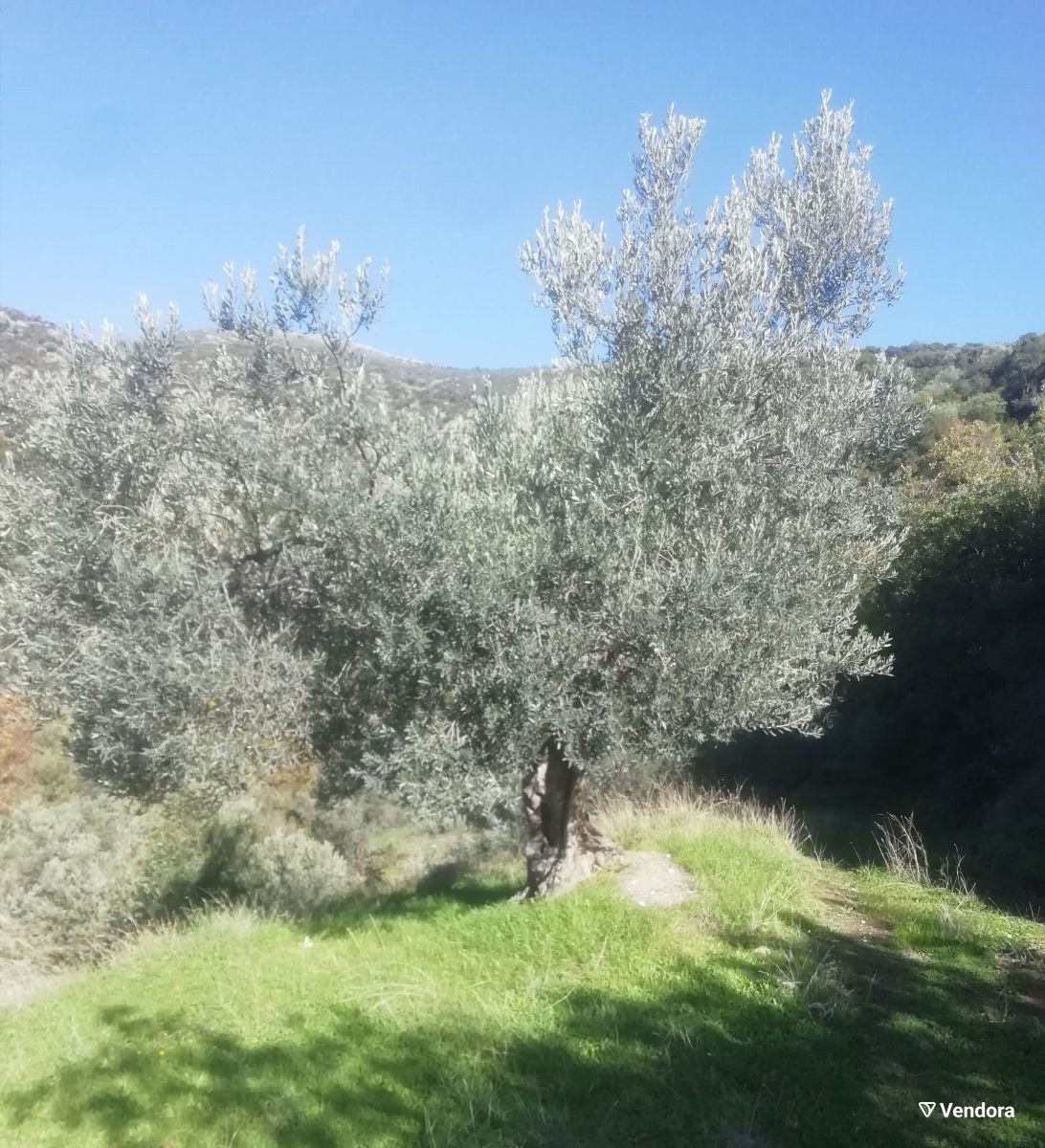 ελαιώνας κοντά στο θέατρο Αρχαίας… - € 2.000,00 - Vendora