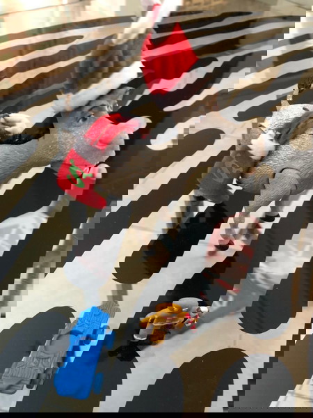 МАГАРЕ КОЛЕДА 6 инча ФИГУРА с малък… - € 20,00 - Vendora