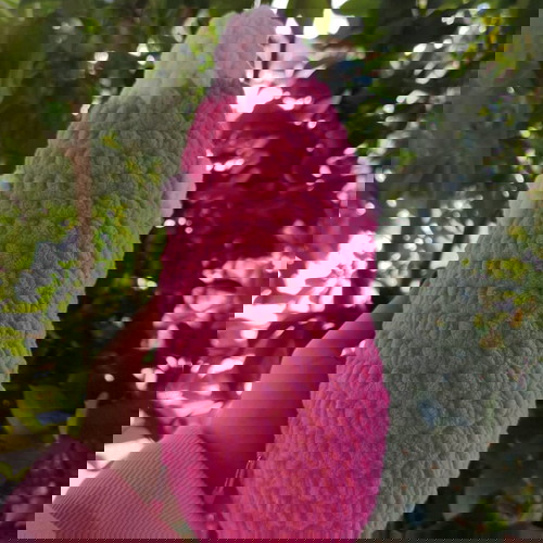 Πλεκτό Pokémon Luvdisc καινούργιο… - € 25,00 - Vendora.gr