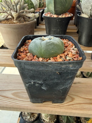 Lophophora williamsii κάκτος καινούργιος… - € 22,00 - Vendora.gr