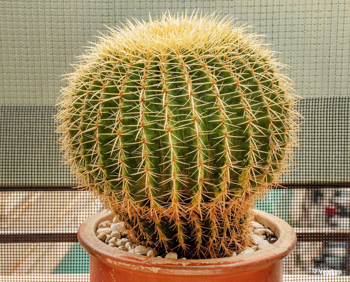 Κάκτος Echinocactus Grusonii (Golden… - € 250,00 - Vendora.gr